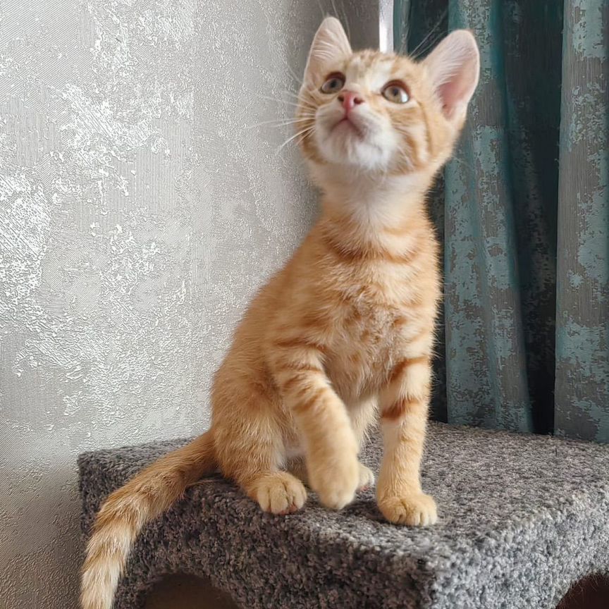 Маленький рыжий котёнок