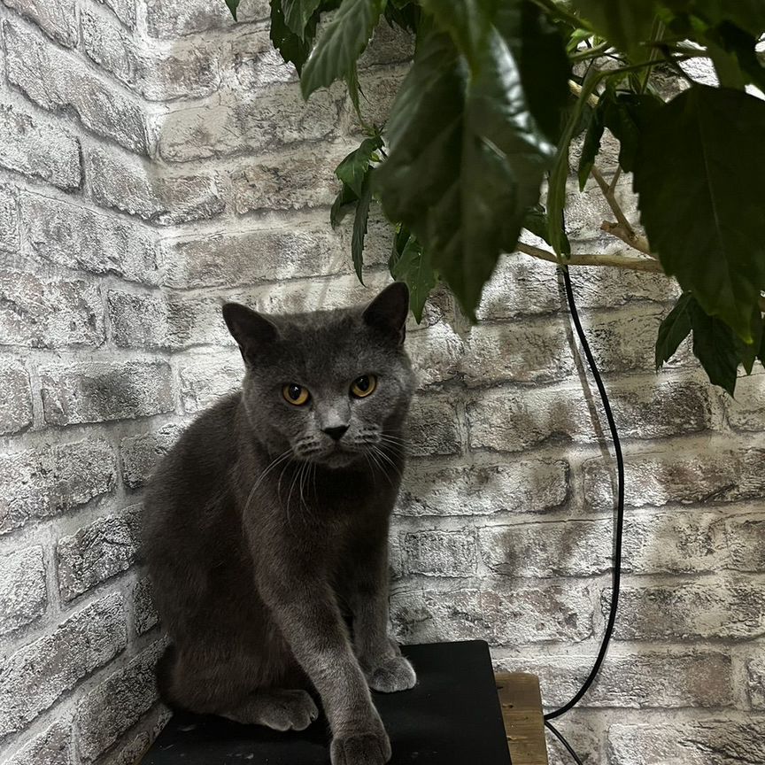 Коты для вязки