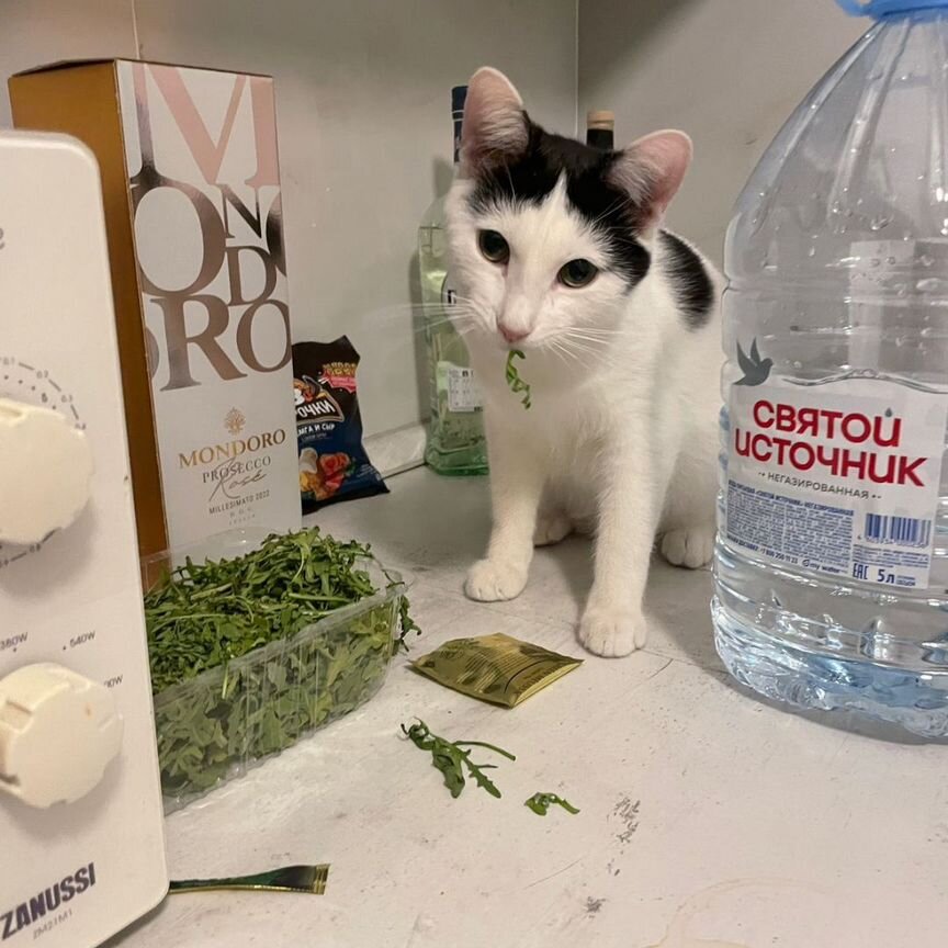 Классный котик Дасти в добрые руки