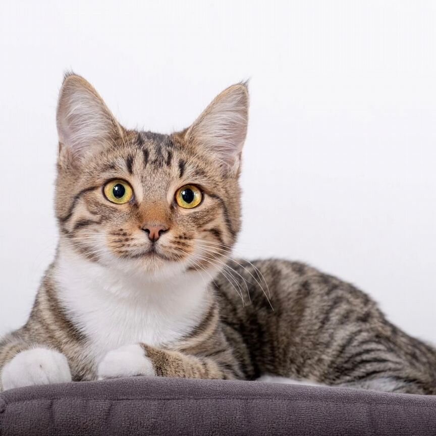 Котенок Димка бесплатно