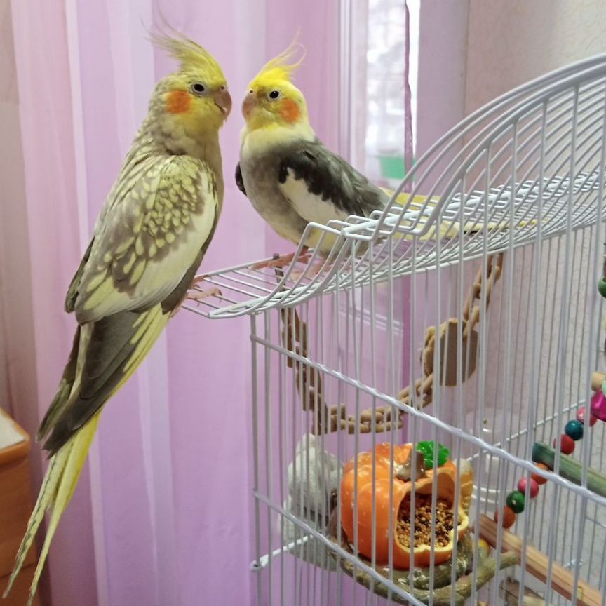 Попугай корелла