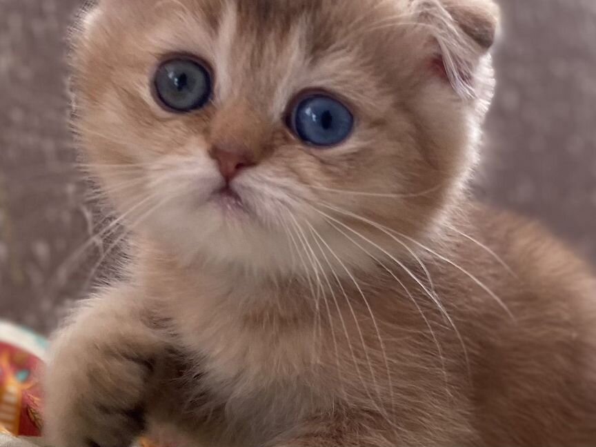 Шотландская малышка