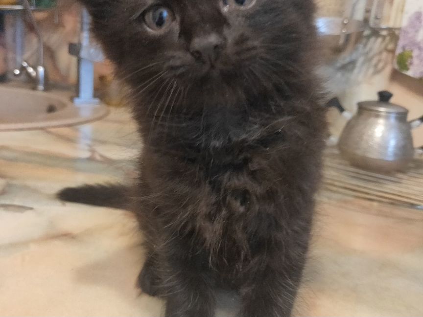 Отдам черненького котенка