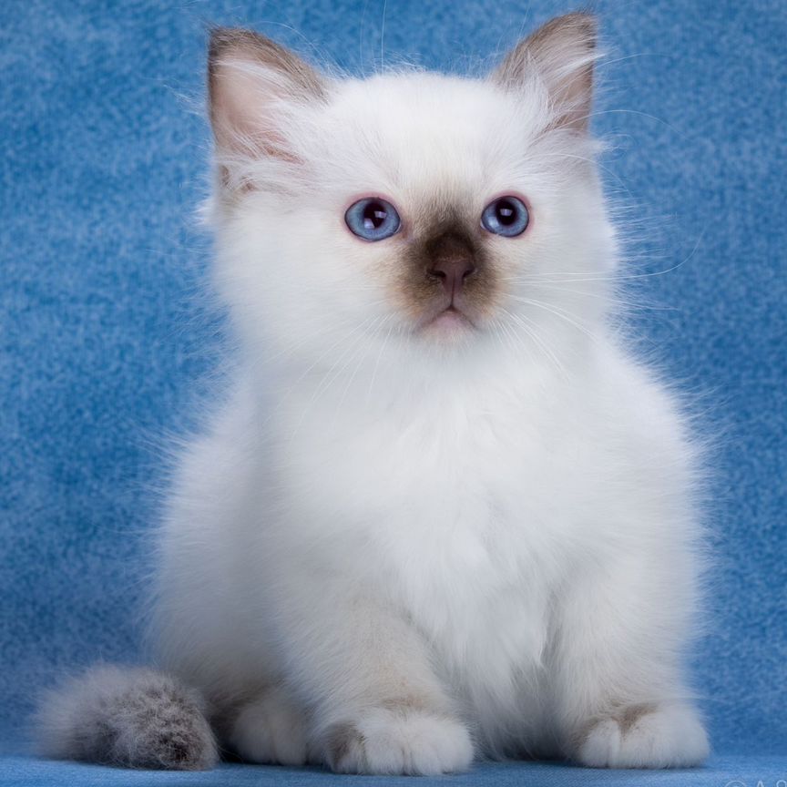 Котик Священной Бирмы