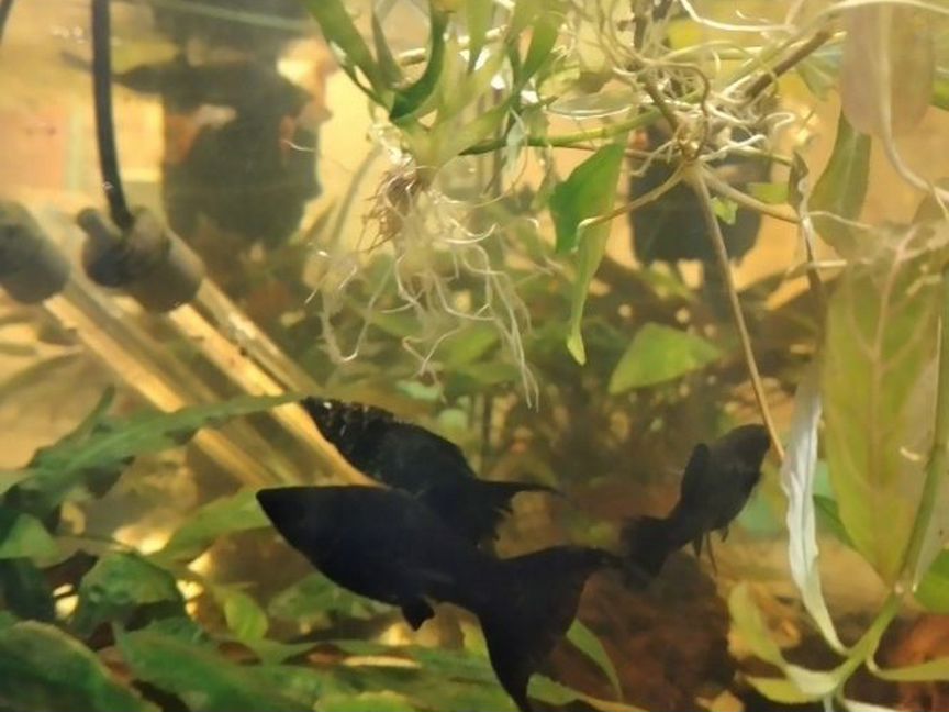 Моллинезия лира