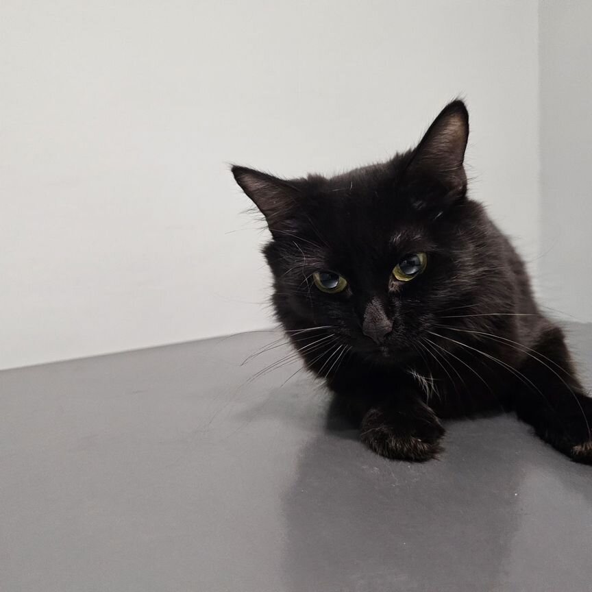 Маленькая кошечка в добрые руки