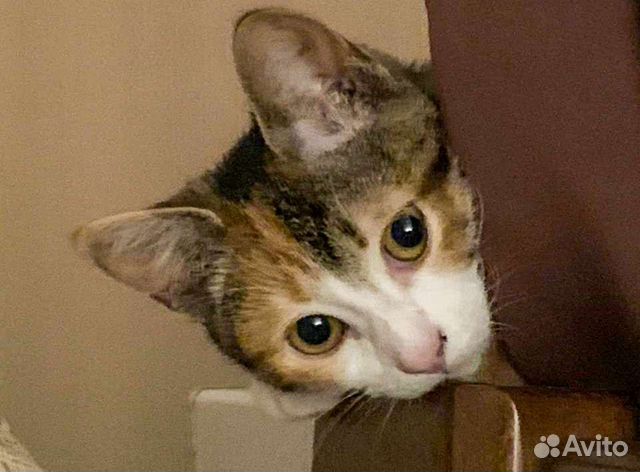 Кошка мышеловка