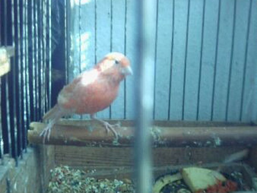 Кенарь. Самцы и самки