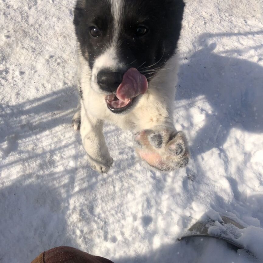 Щенки немецкой овчарки в добрые руки бесплатно