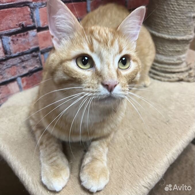 Котик мальчик Василий 2 года