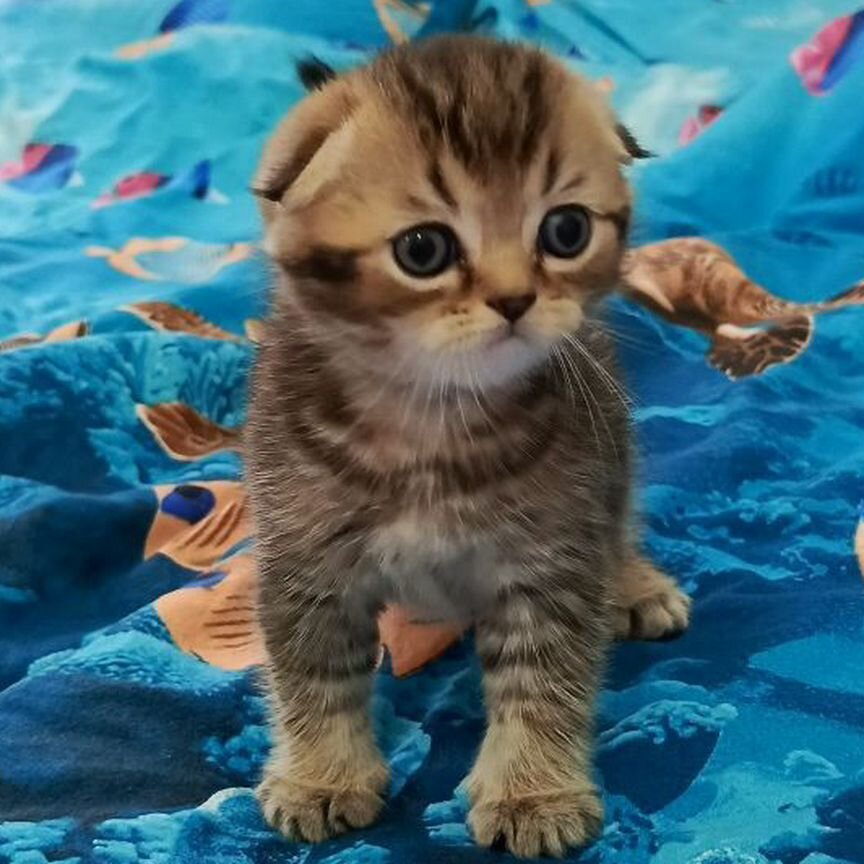Шотландский вислоухий короткошёрстный котёнок