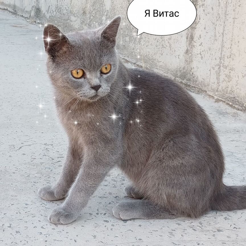 Отдам котика в добрые руки