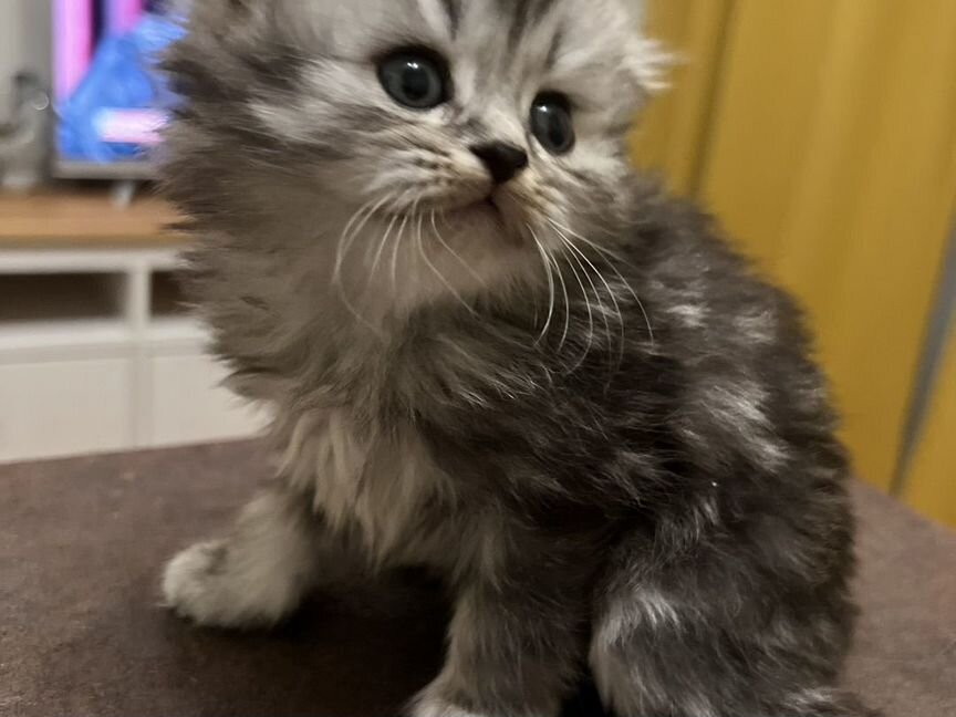 Шотландские котята