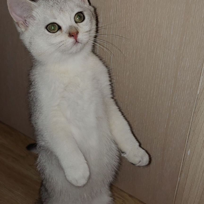 Котик 2 месяца