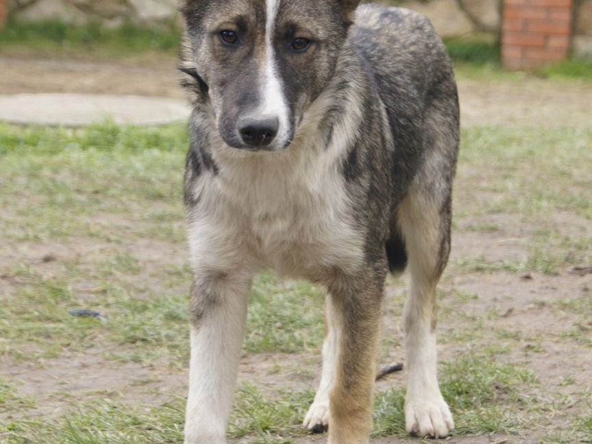 Щенок в добрые руки бесплатно