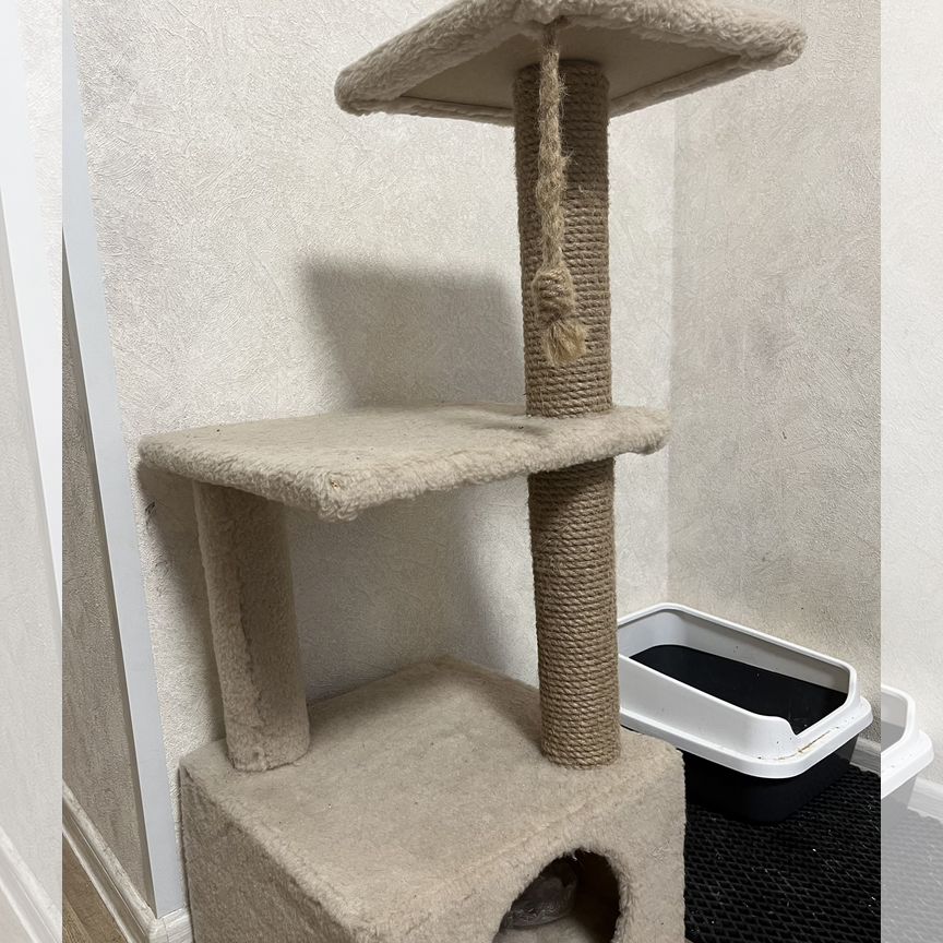 Когтеточка