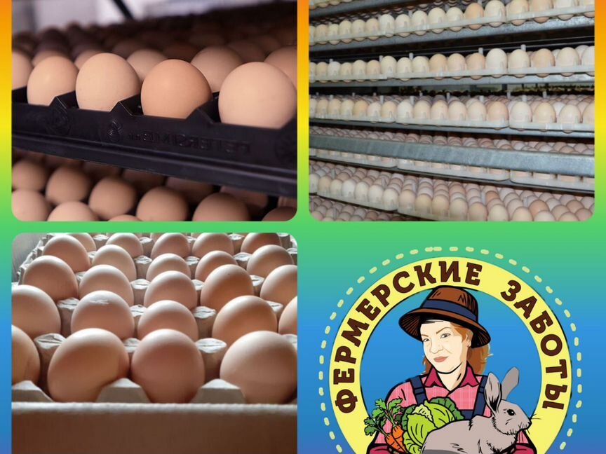 Инкубационное яйцо сельхоз птицы