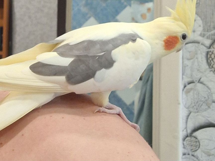 Попугай корелла