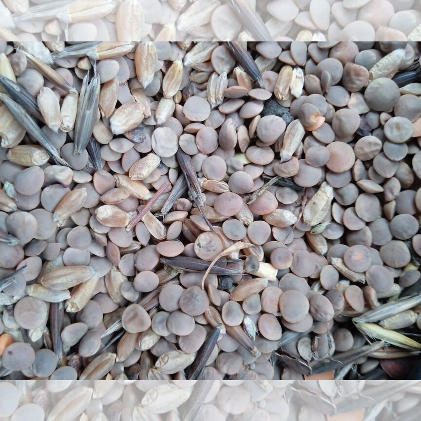 Чечевица красная