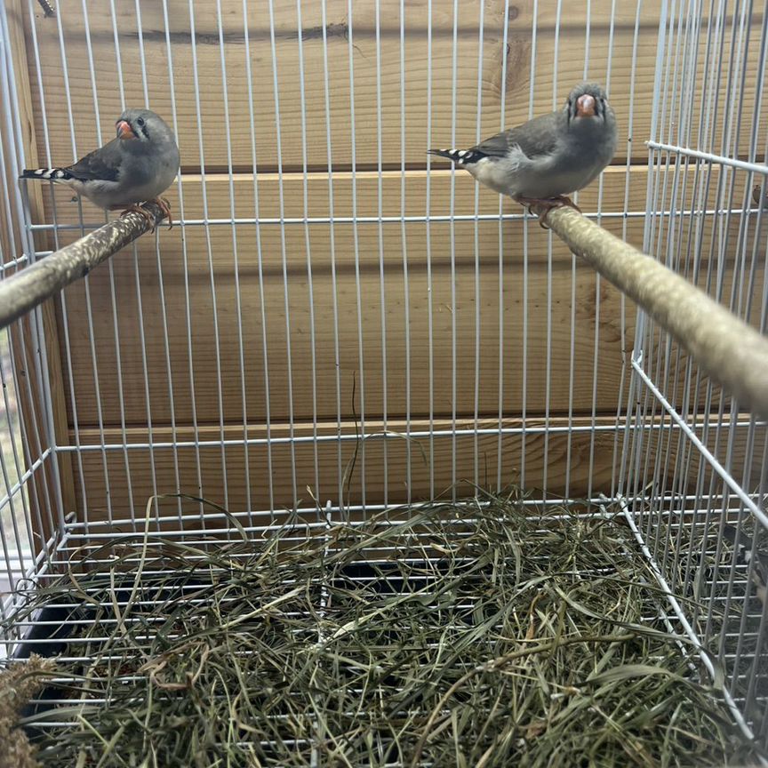 Зебровые Амадины