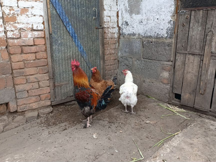 Семья кур порода маран