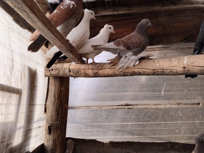 Продам бакинчских голубей