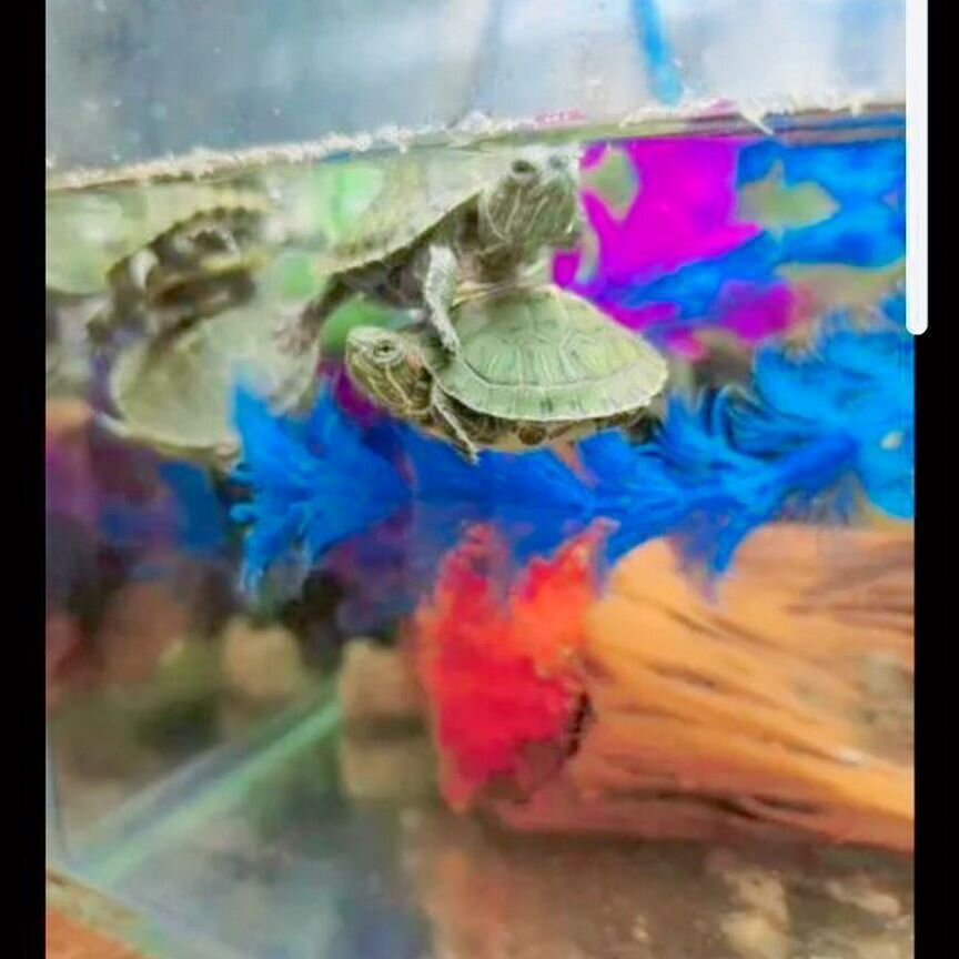 Черепаха, попугаи пурпурные