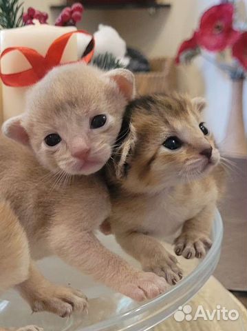 Абиссинские котята