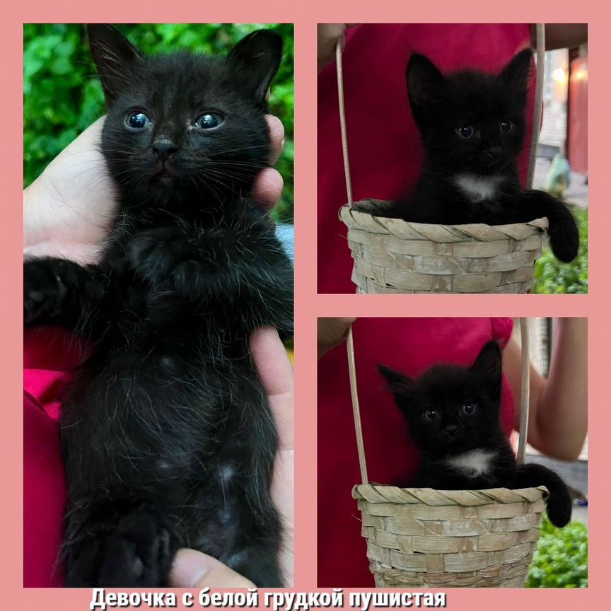 Котята 1 месяц