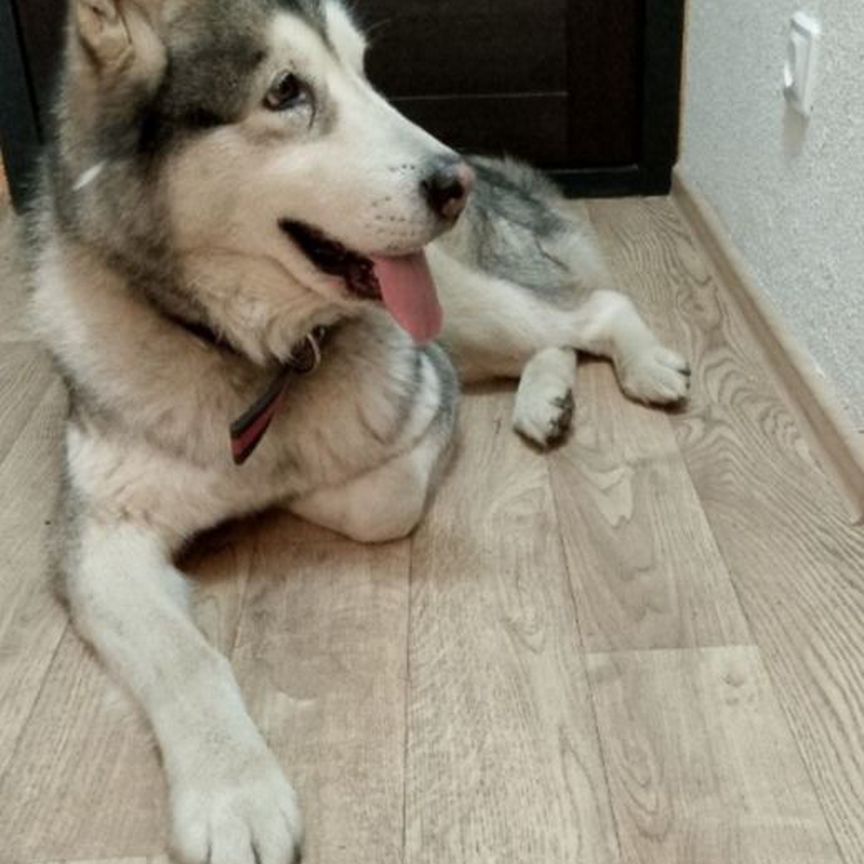 Сибирский хаски найден