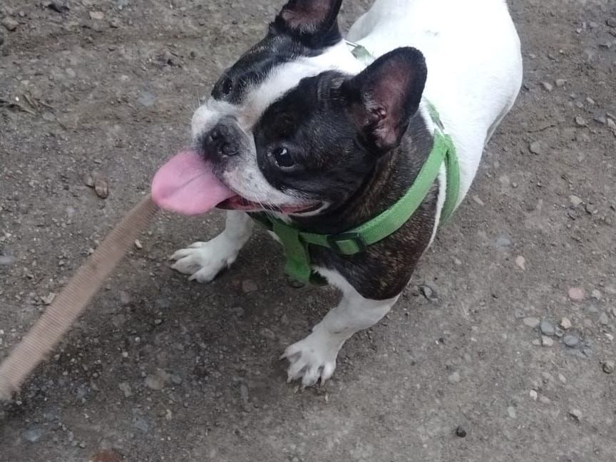 Передержка для собак. Зоогостиница