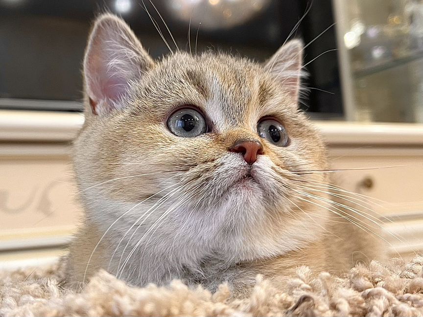 Плюшевая Золотая Шоколадная малышка 2,5 мес