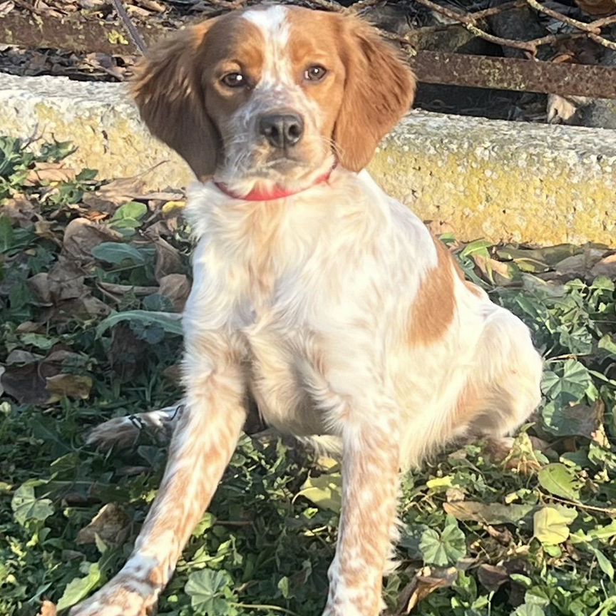 Бретонский эпаньоль