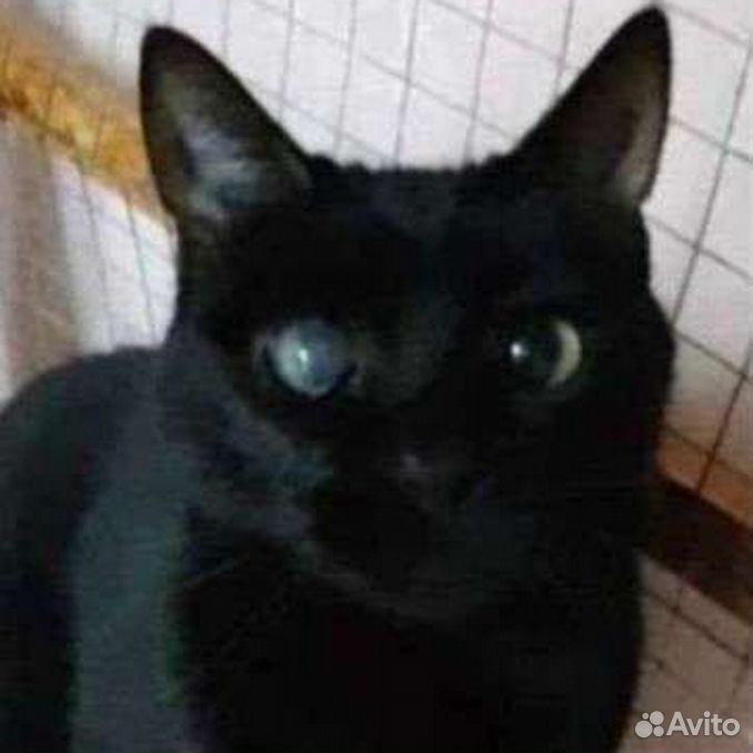 Феникс ищет дом