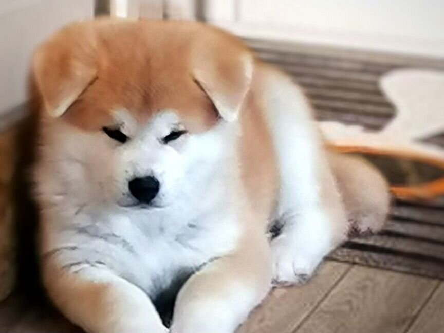 Хатико. Щенки акита ину
