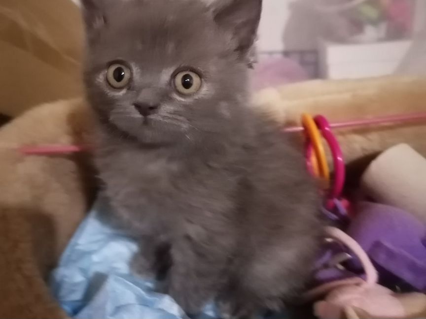 Котята