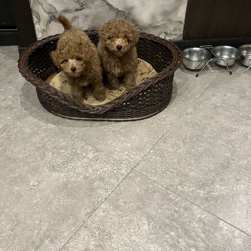 Той-пудель, щенок