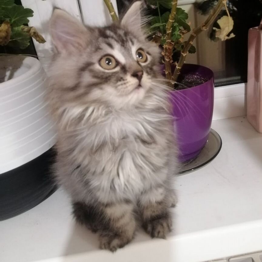 Домашние животные бесплатно