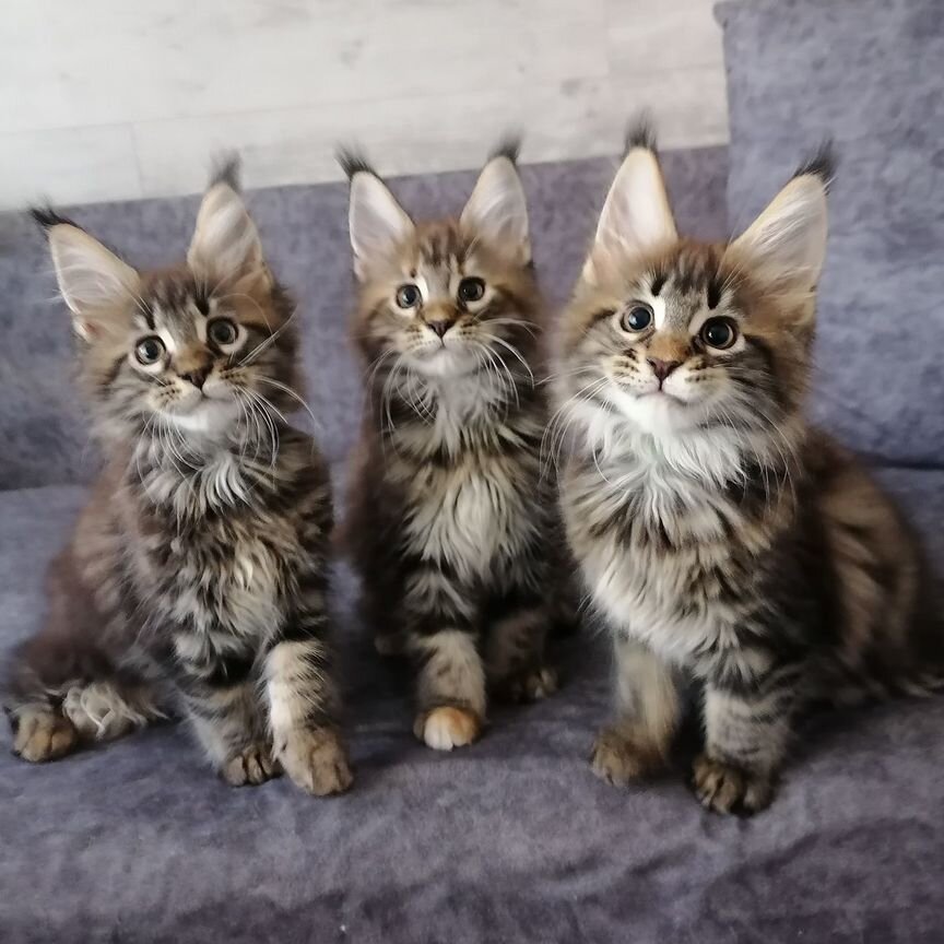Котята мейн-кун