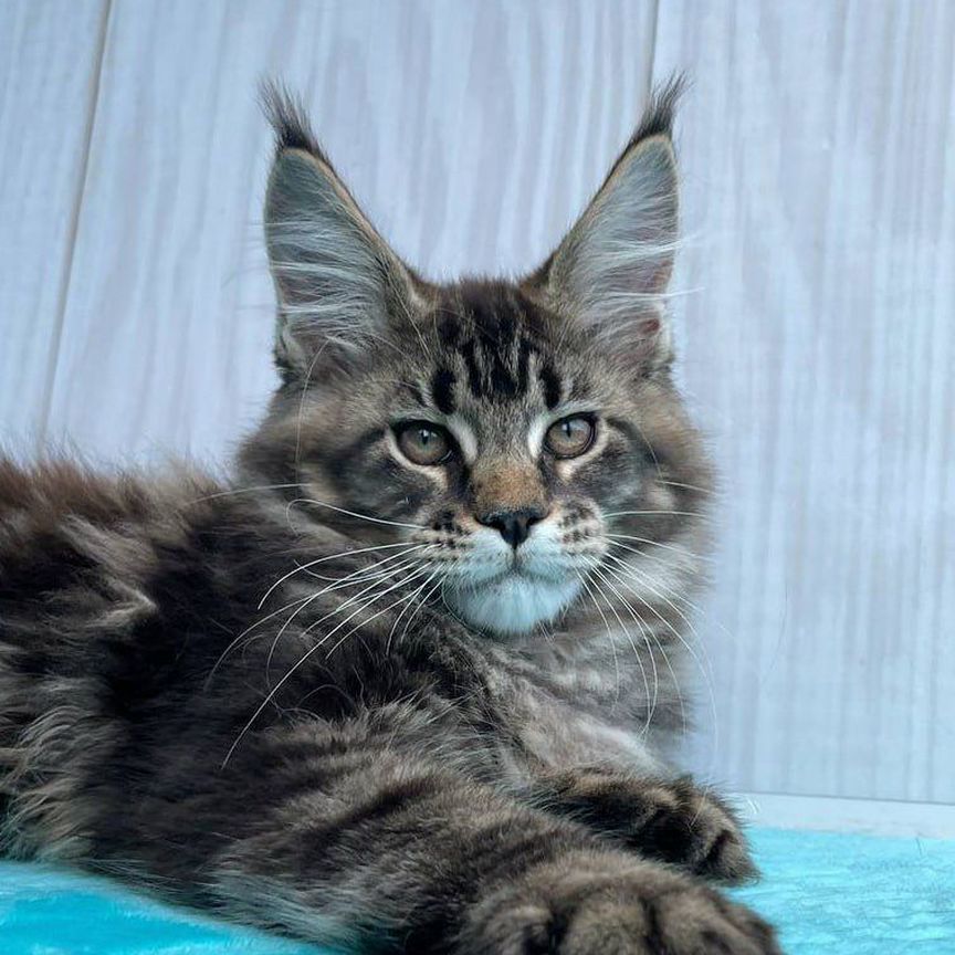 Котёнок мейн-кун