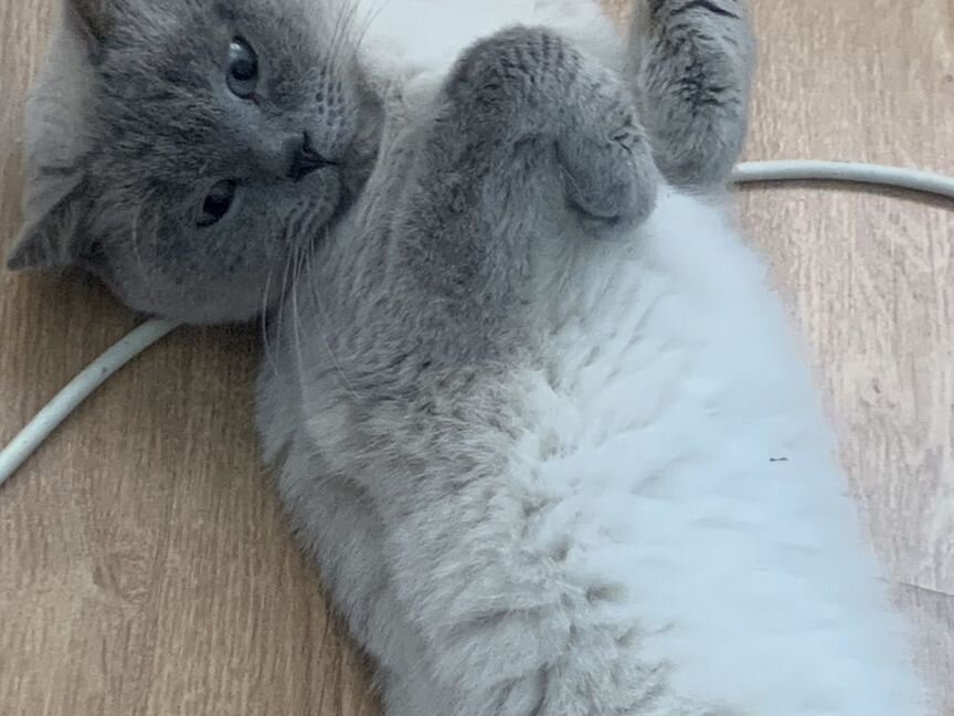 Шотландский кот вязка