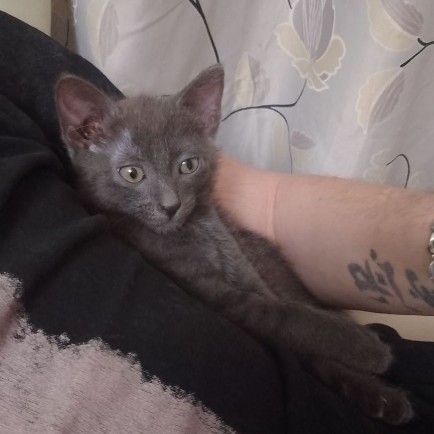 Котёнок в добрые руки