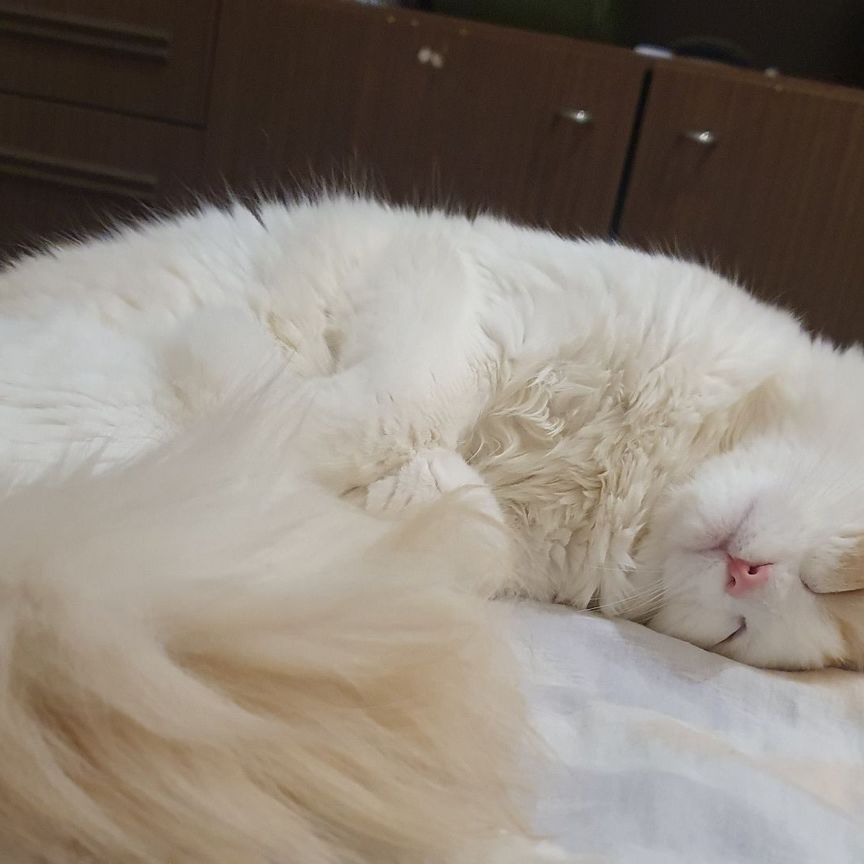 Передам своего кота в хорошие руки