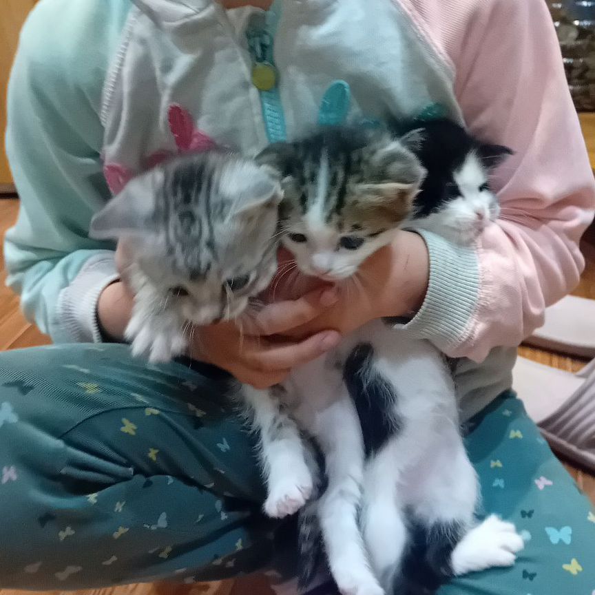 Отдам котят в добрые руки