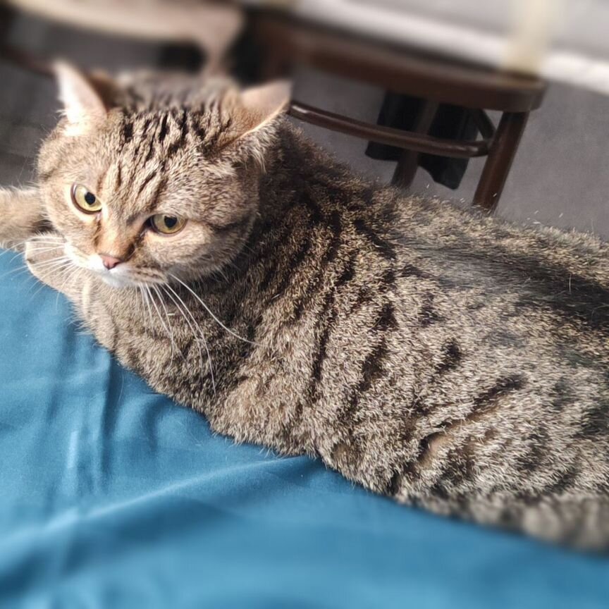 Котик, 5 лет. Очень ласковый, умный