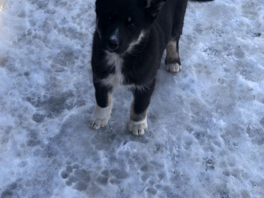 Собака в добрые руки