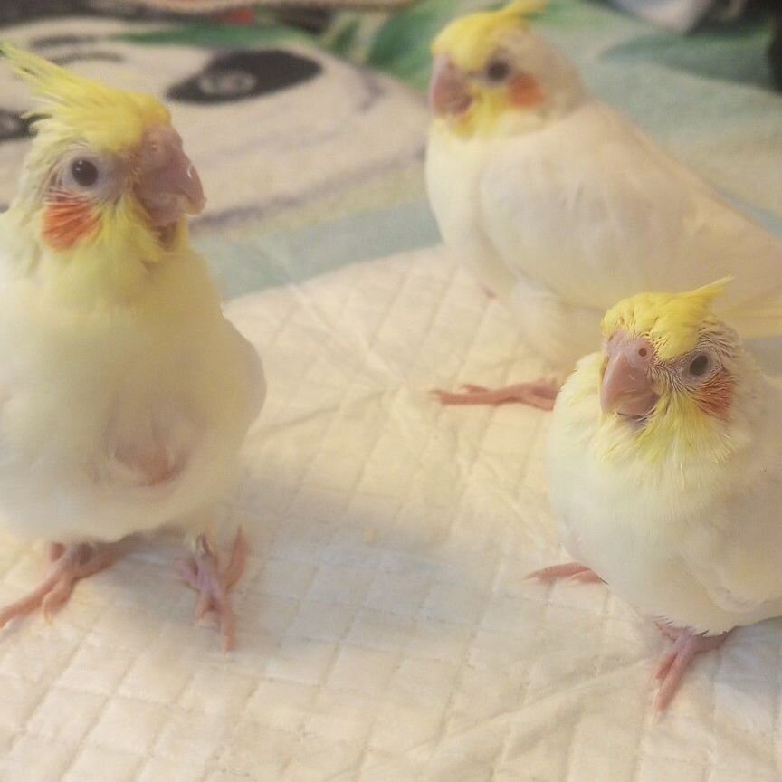 Корела птенцы ручные выкормыши