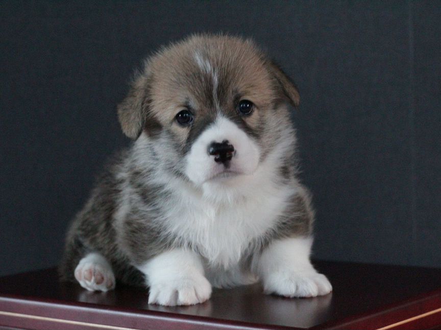 Вельш-корги пемброк