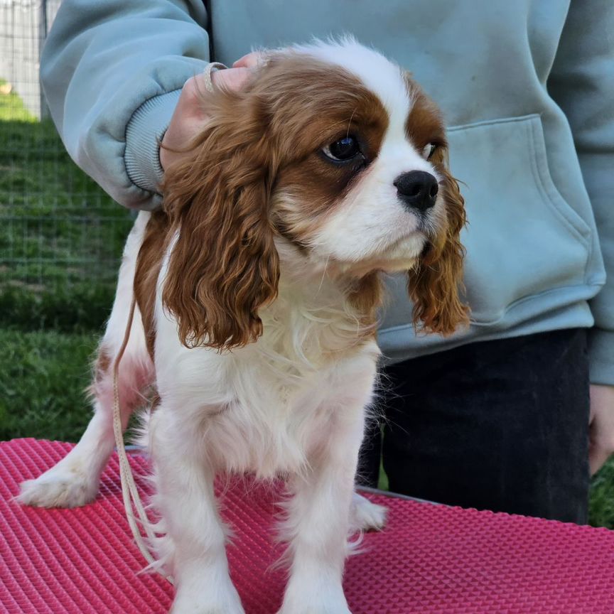 Кавалер кинг чарльз спаниель подрощенная девочка