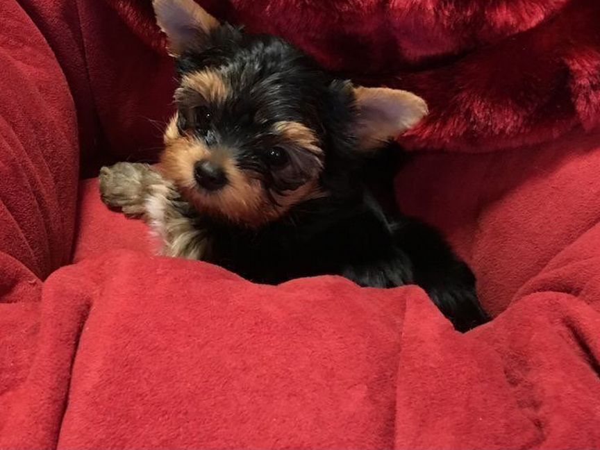 Йоркширский терьер мини